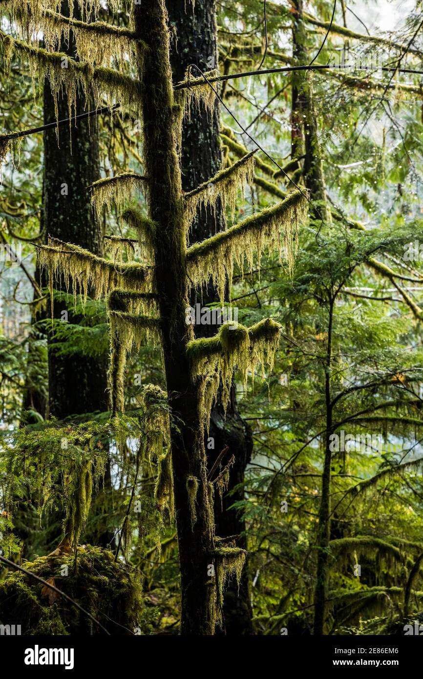 Trees covered in moss, Staircase Rapids area of Olympic National Park ...