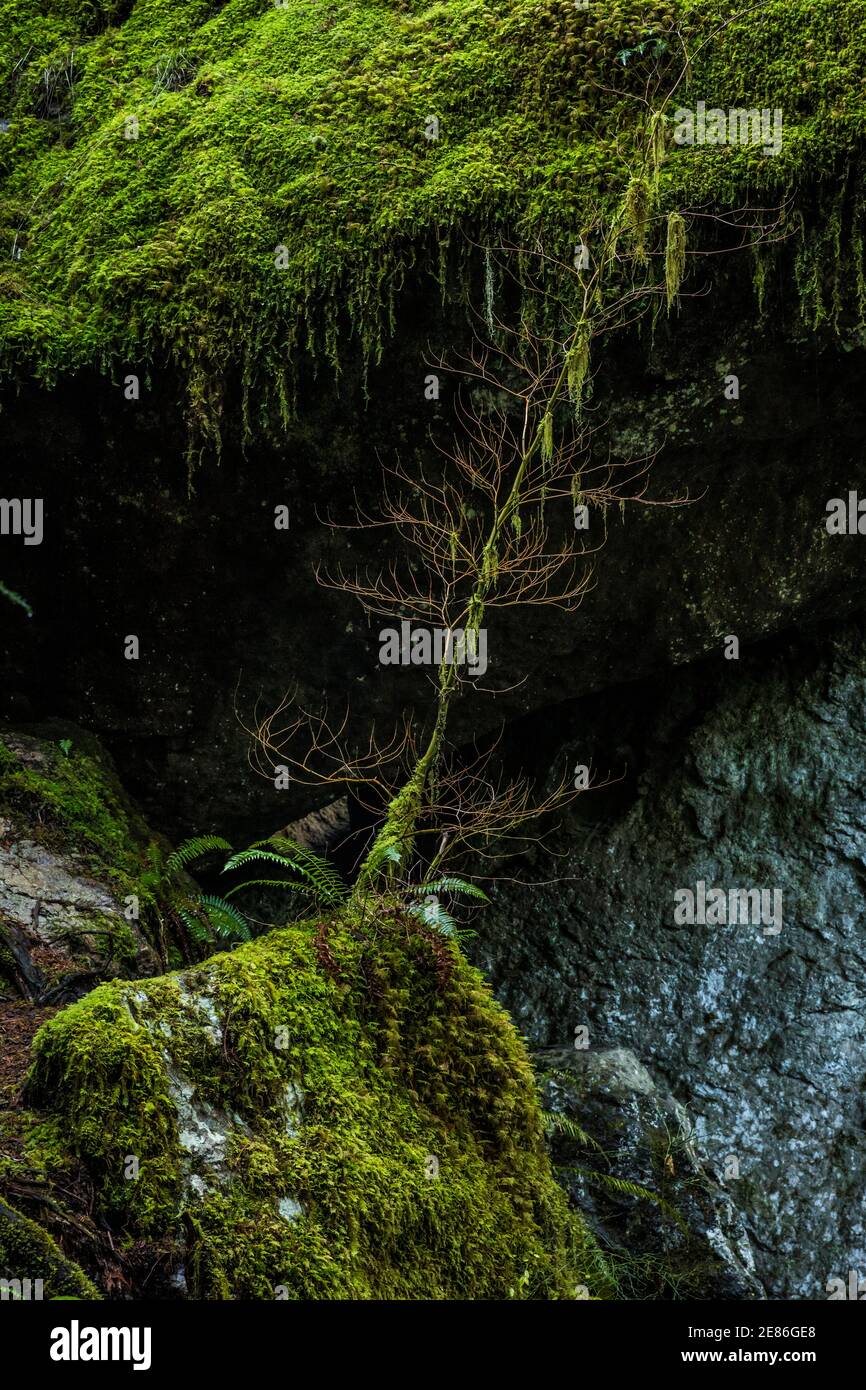 A small but beautiful tree growing on top of a moss covered boulder ...