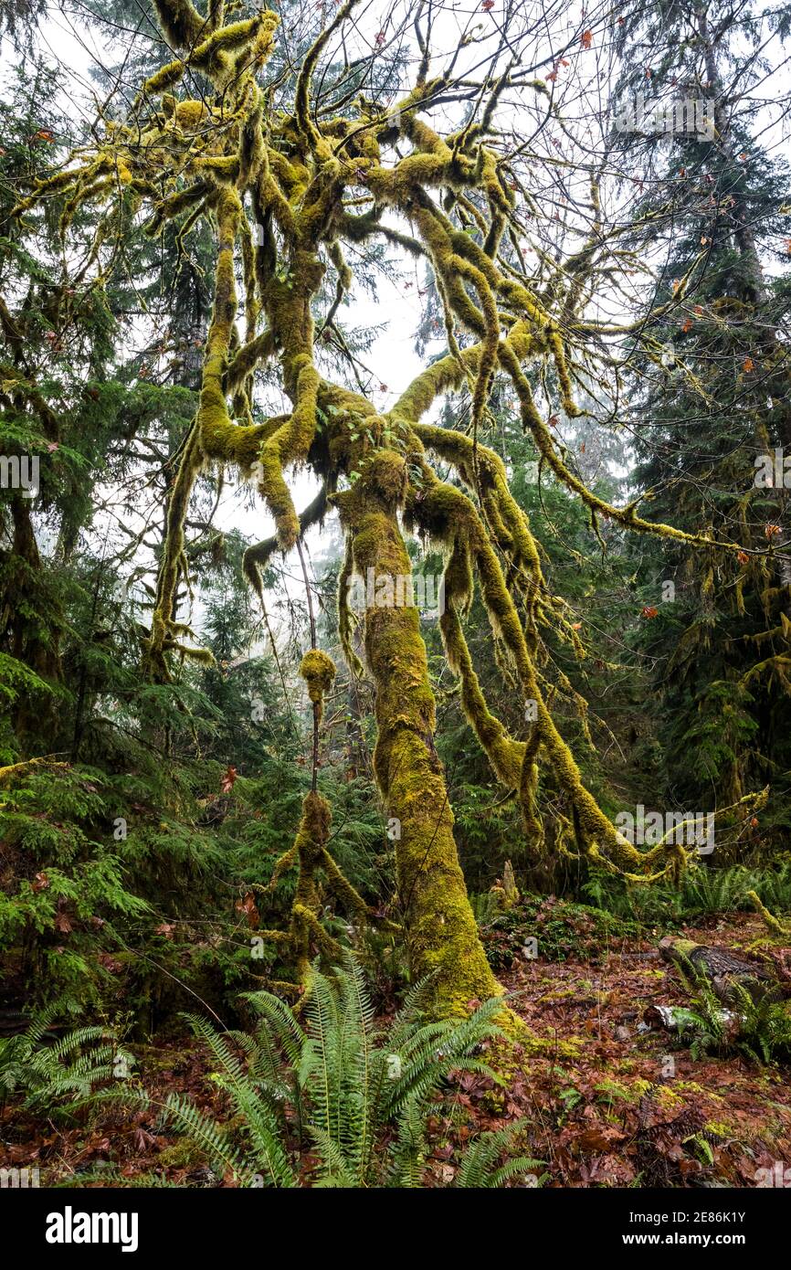 A moss covered big leaf maple tree, Staircase Rapids area of Olympic ...