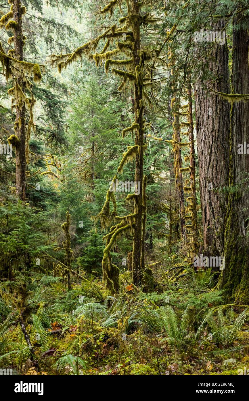 Moss covered forest hi-res stock photography and images - Alamy