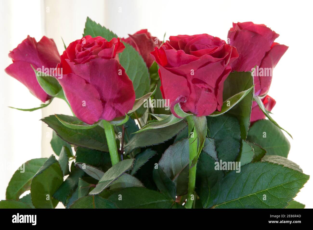 The red rose is a symbol for love and romance; Valentine’s Day is ...