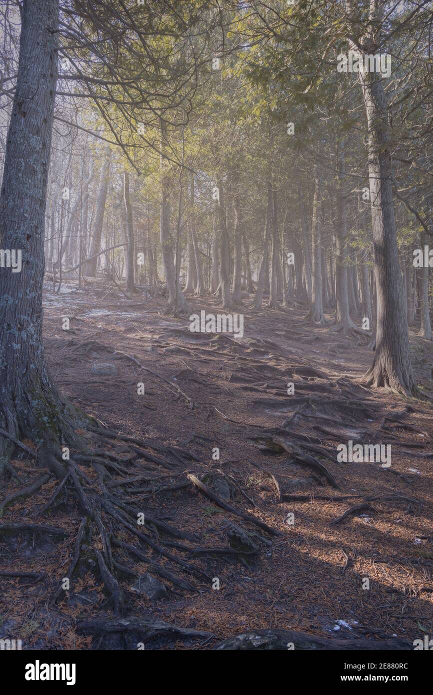 Mystical looking foggy forest with roots covering ground Stock Photo ...