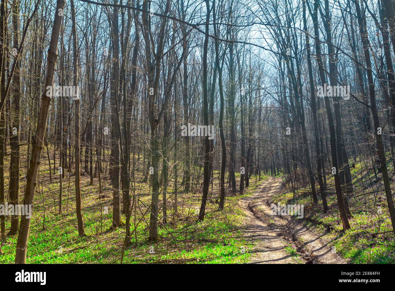 Path in the spring forest . Walk in the fresh air Stock Photo - Alamy