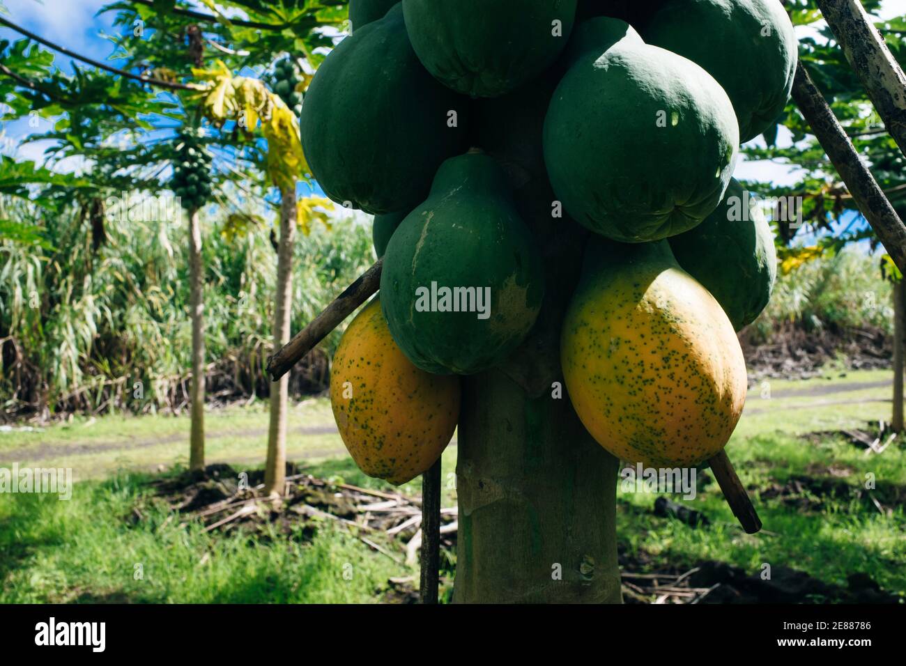 close up of a papaya tree whose fruit is ripe on the tree. hawaii Stock ...