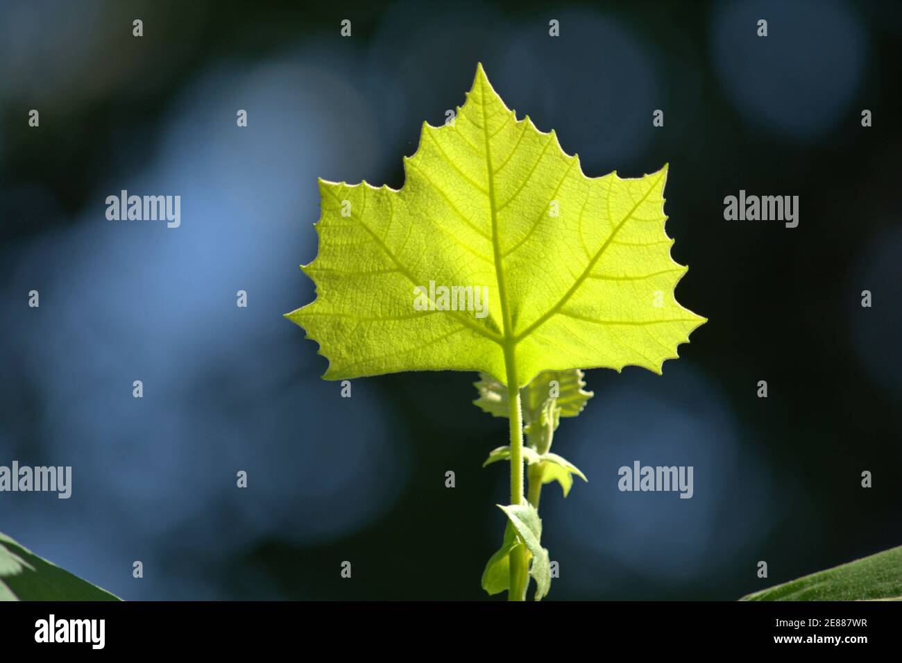 American sycamore platanus occidentalis hi-res stock photography and ...
