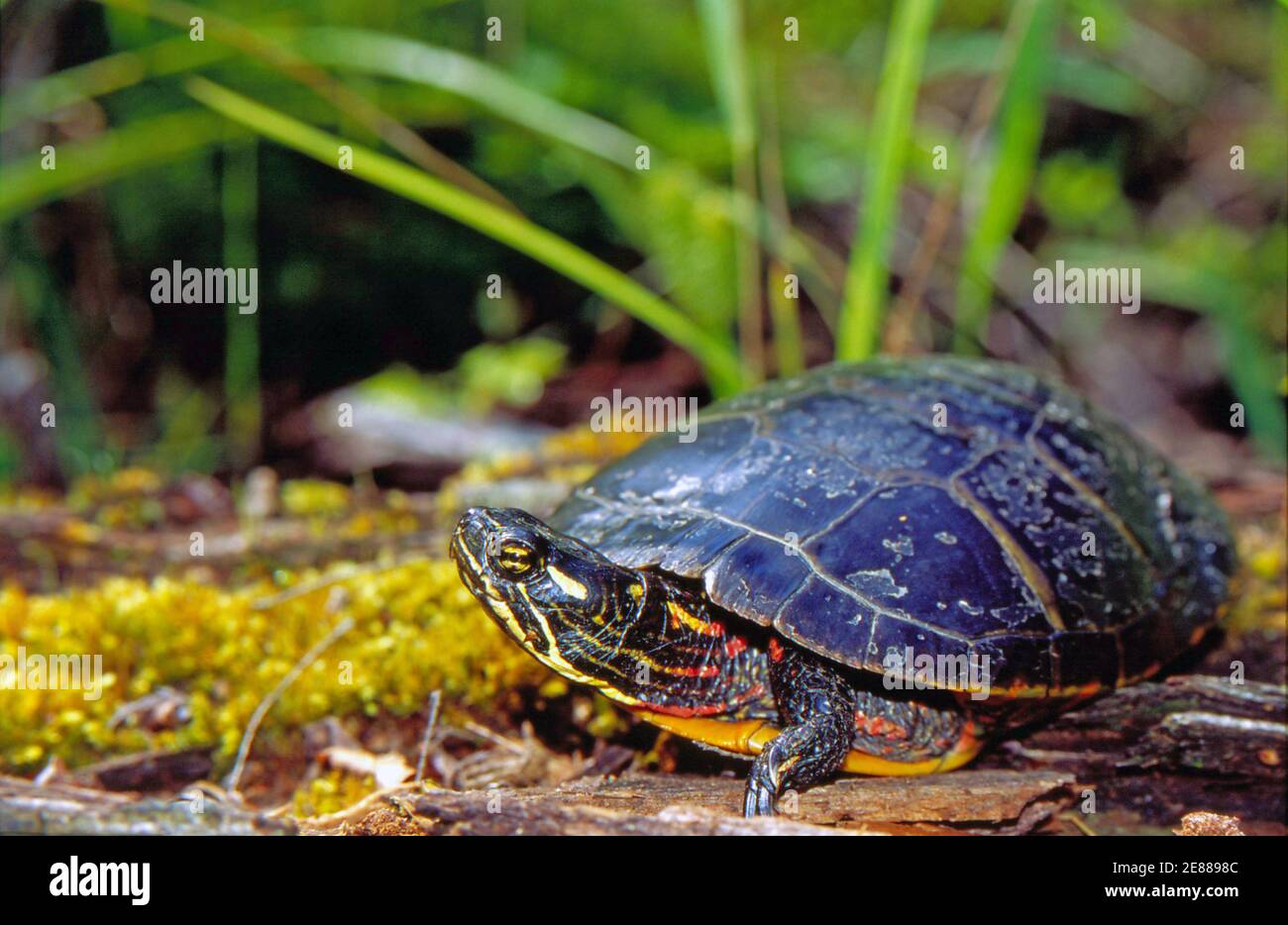 Eastern painted turtle hi-res stock photography and images - Alamy
