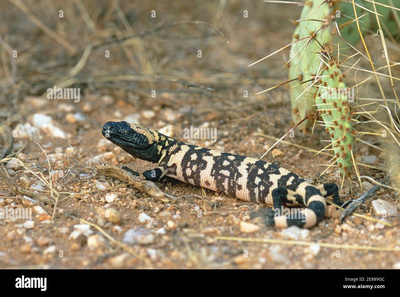 Gila Monster (Heloderma suspectum Stock Photo - Alamy