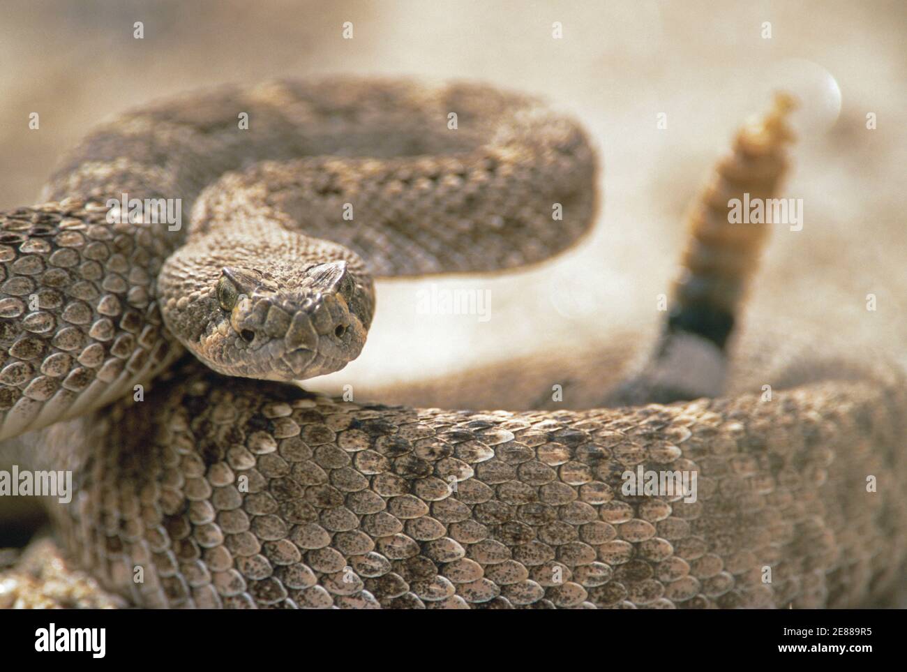 Western Diamondback (Crotalus atrox Stock Photo - Alamy