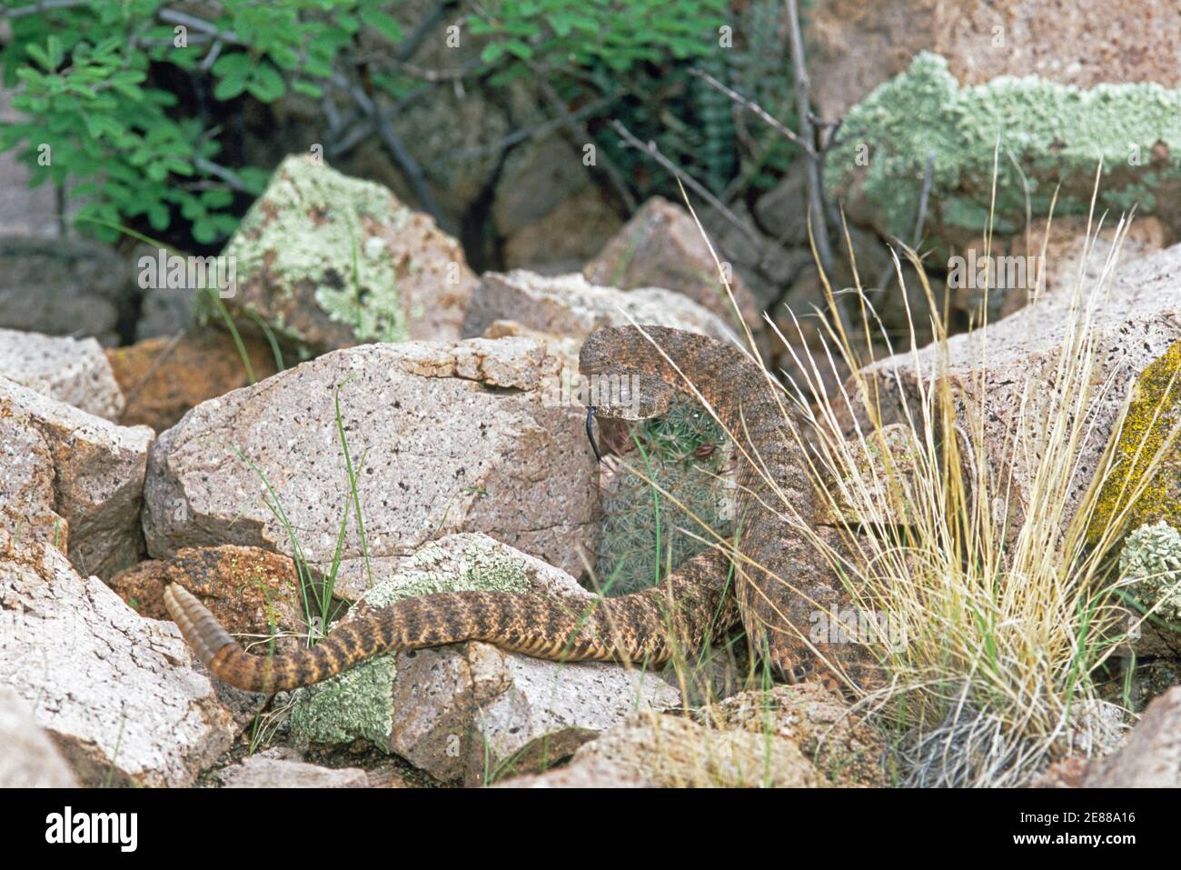 Tiger Rattlesnake (Crotalus tigris Stock Photo - Alamy