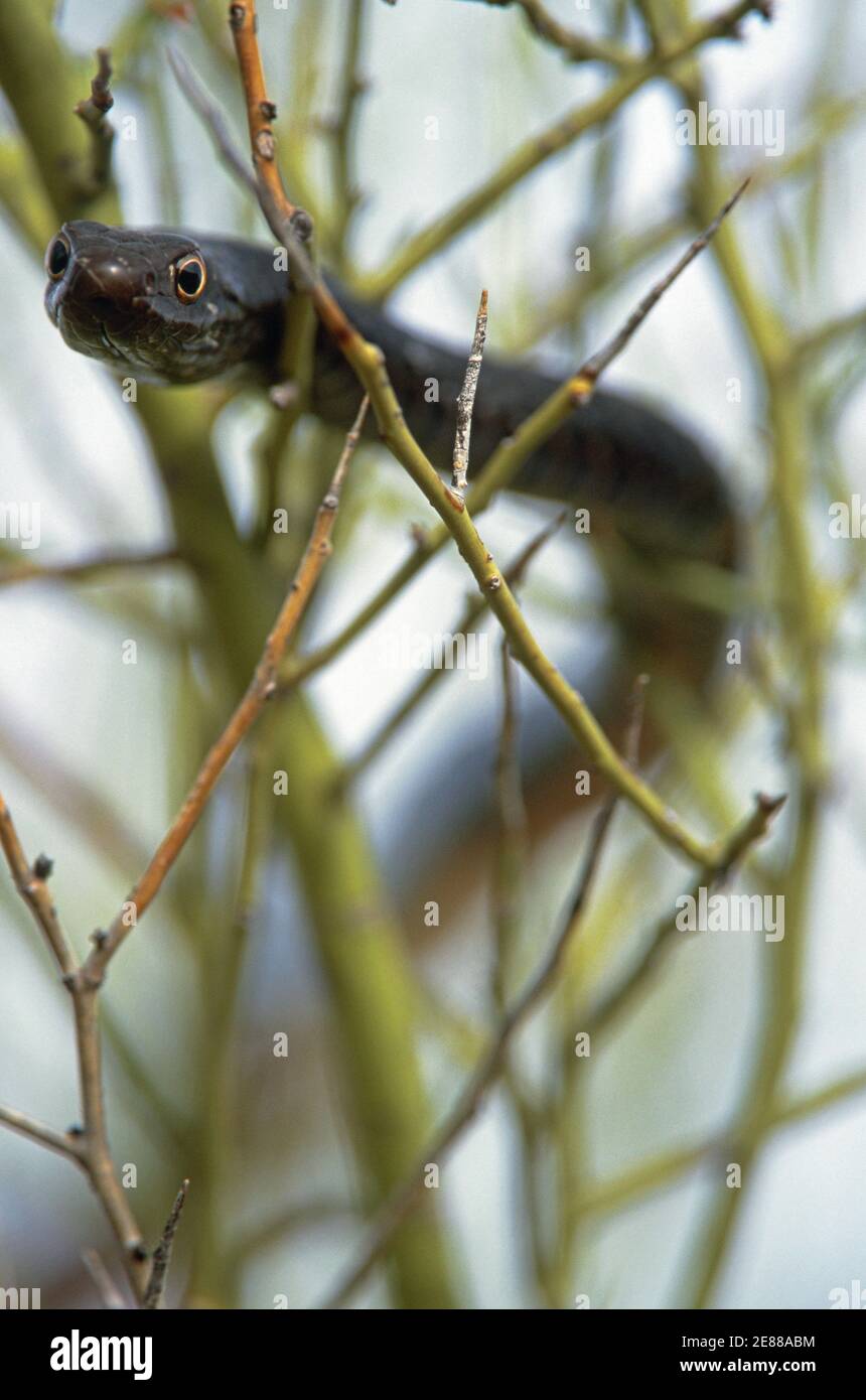 Coachwhip (Masticophis flagellum Stock Photo - Alamy