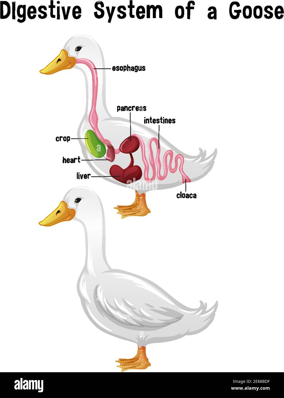 Internal Anatomy of a Goose with label illustration Stock Vector Image ...