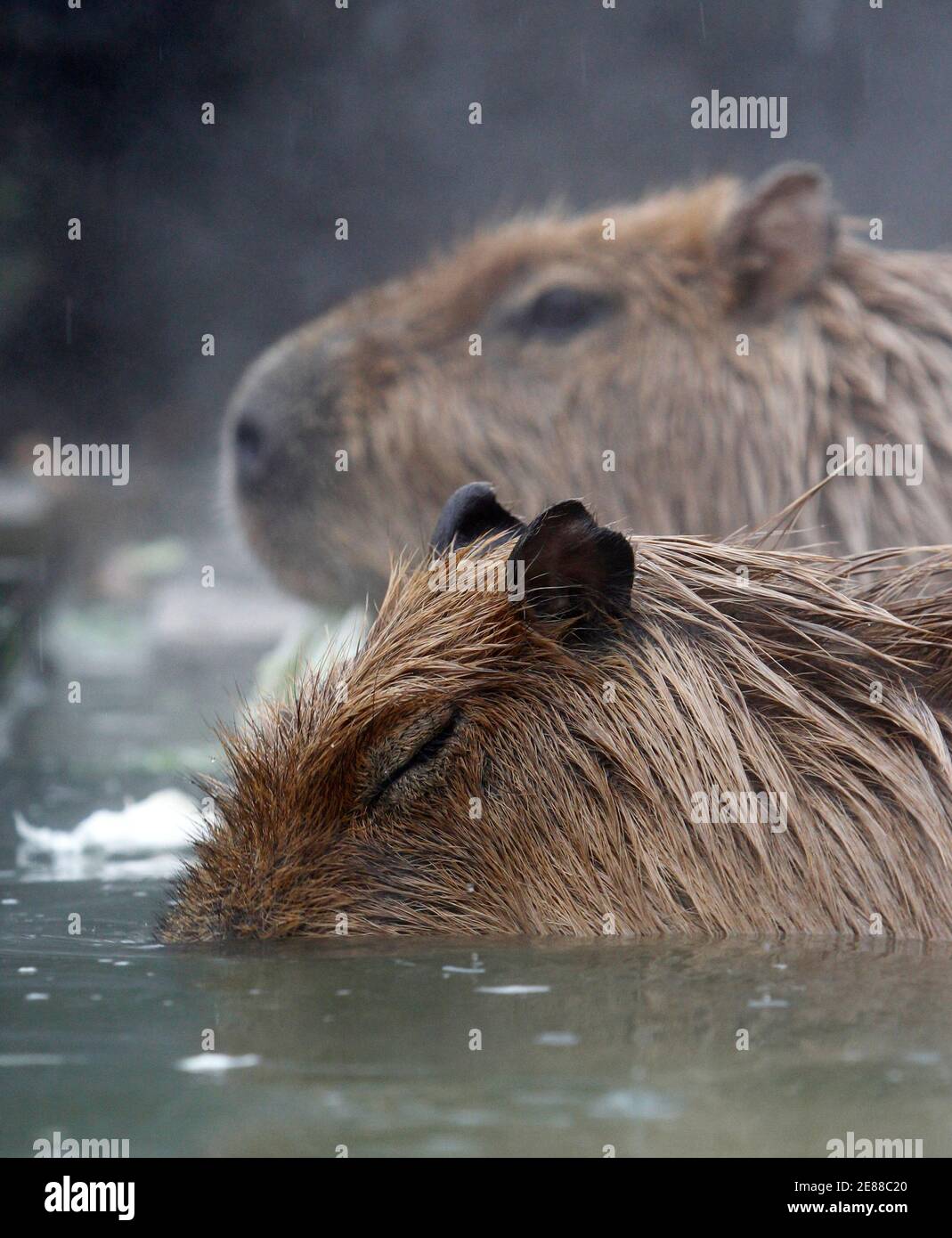 Capybara spa hi-res stock photography and images - Alamy