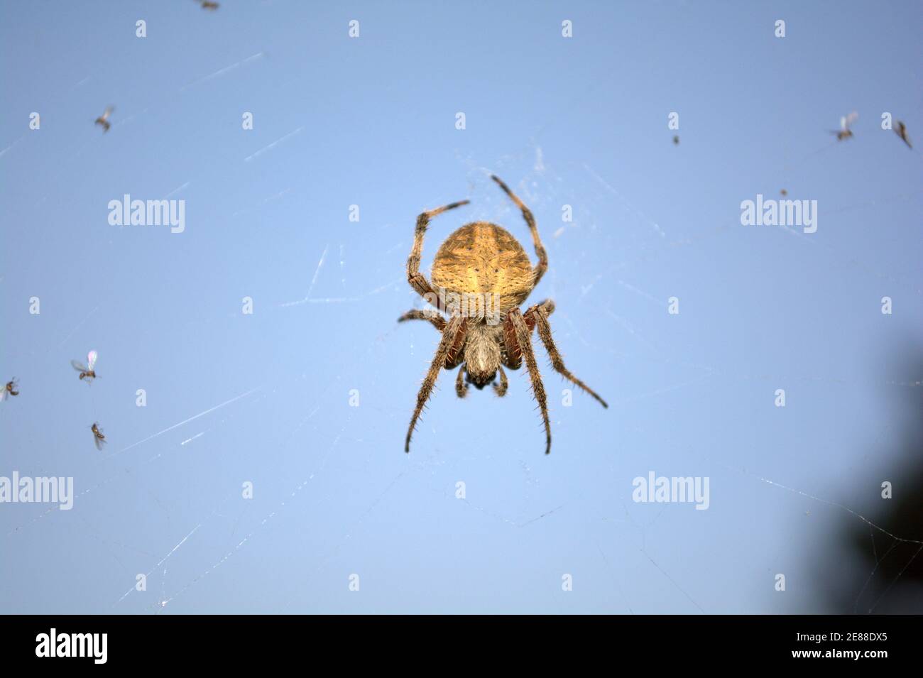 A spider in its web with entangled insects Stock Photo - Alamy