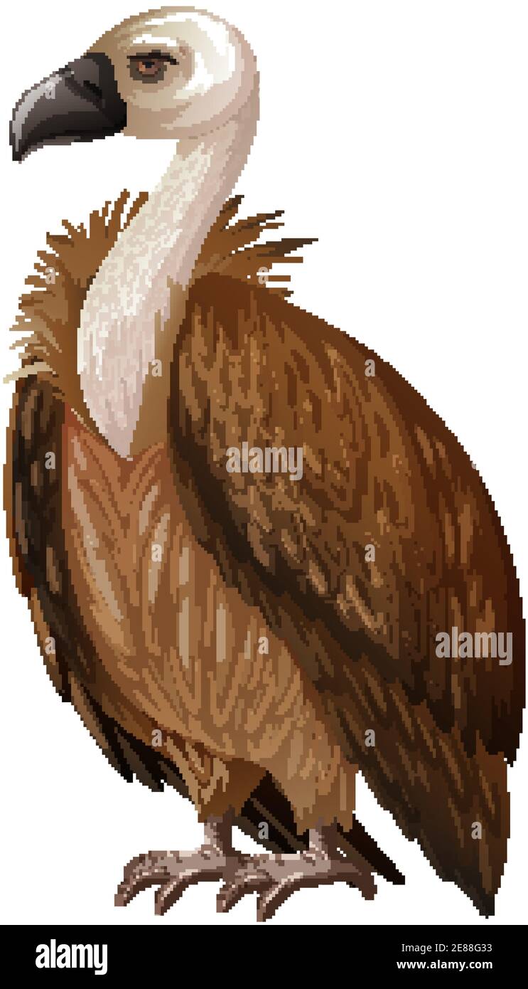 Vulture isolated on white background illustration Stock Vector Image ...