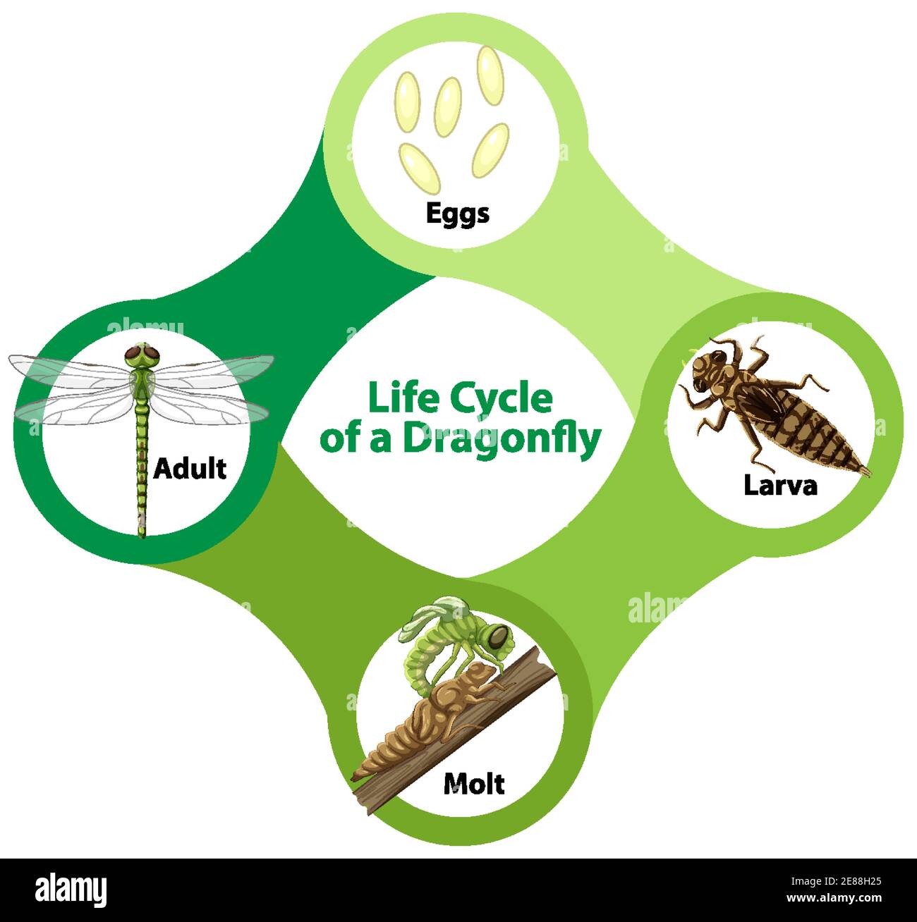 Diagram showing life cycle of Dragonfly illustration Stock Vector Image ...