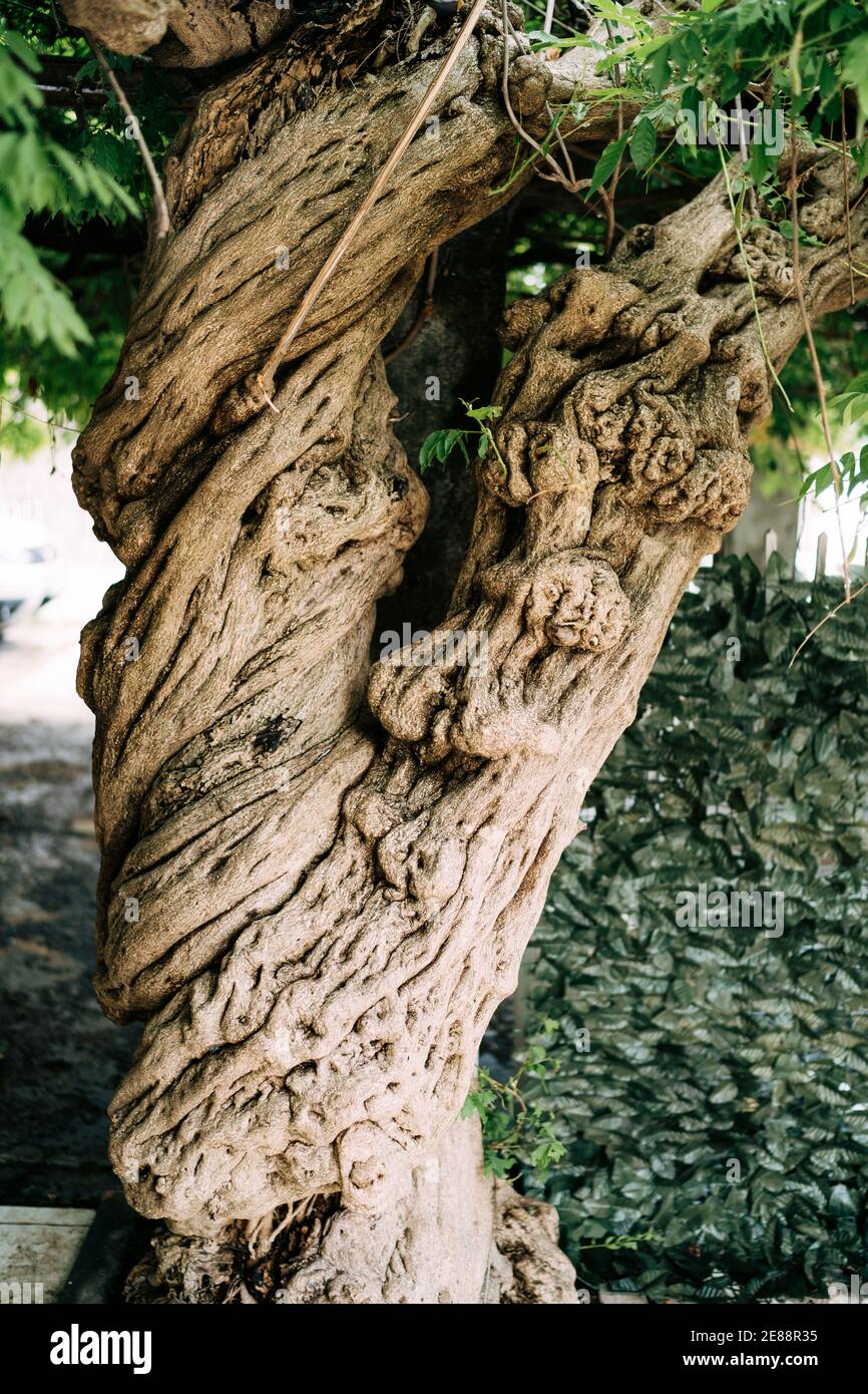Wisteria trunk hi-res stock photography and images - Alamy