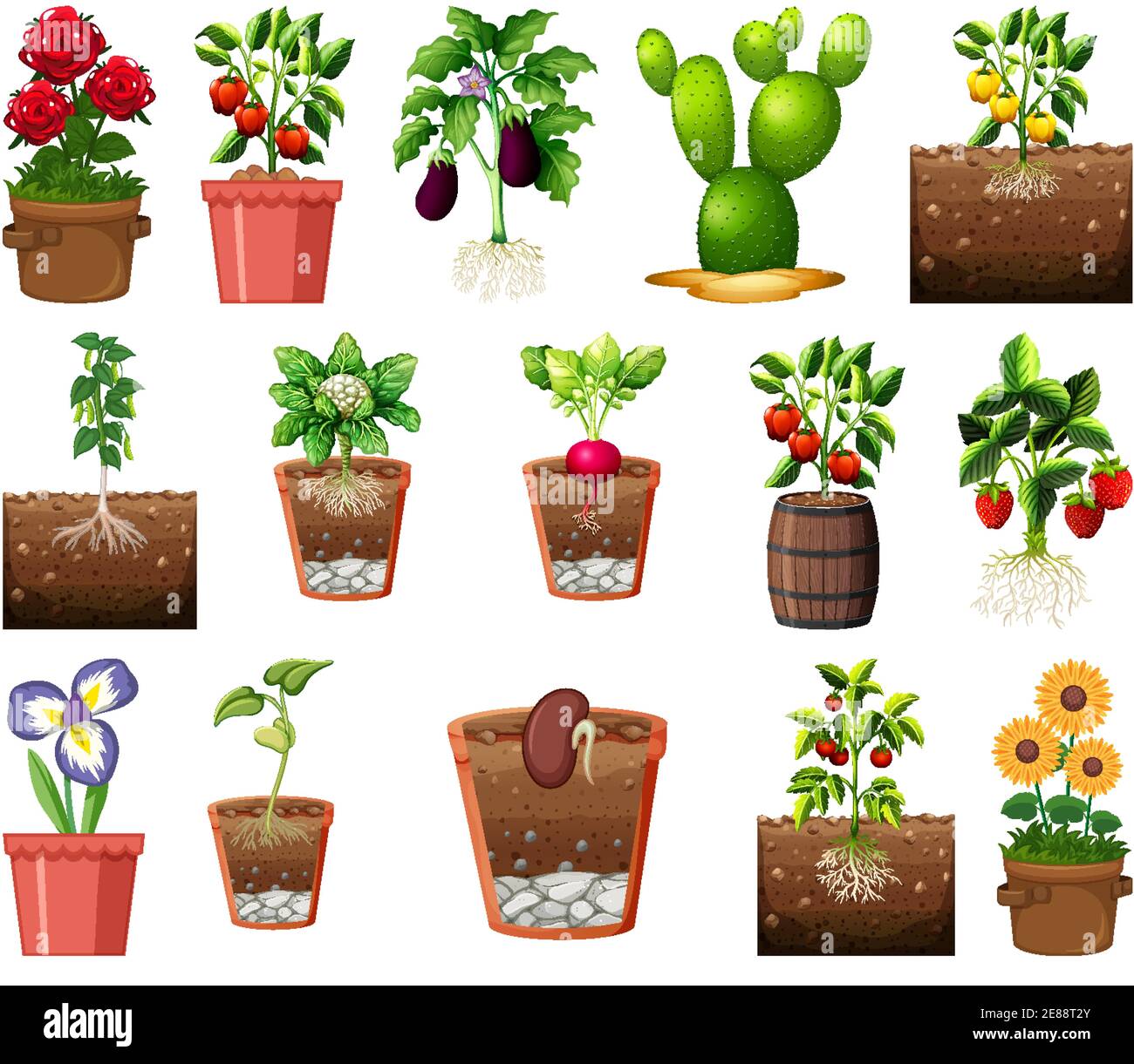 Set of different plants in pots isolated on white background ...