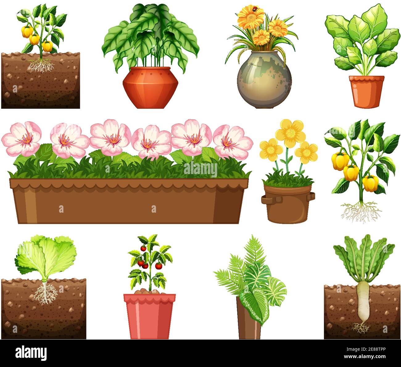 Set of different plants in pots isolated on white background ...