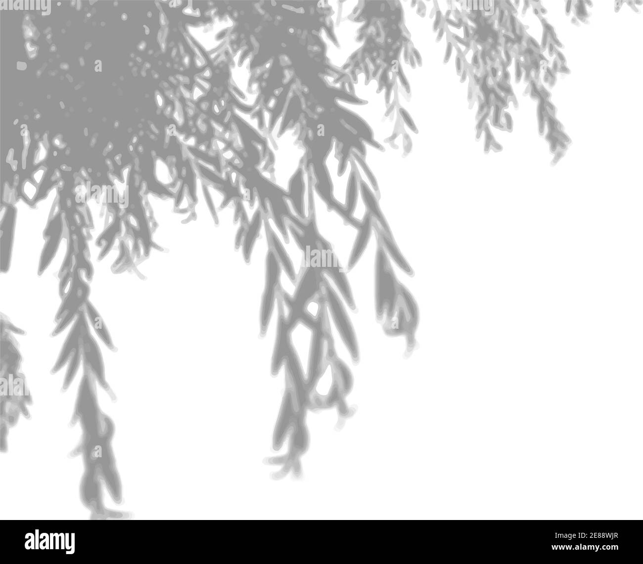 Natural light casts shadows from an willow branch oa white isolated ...