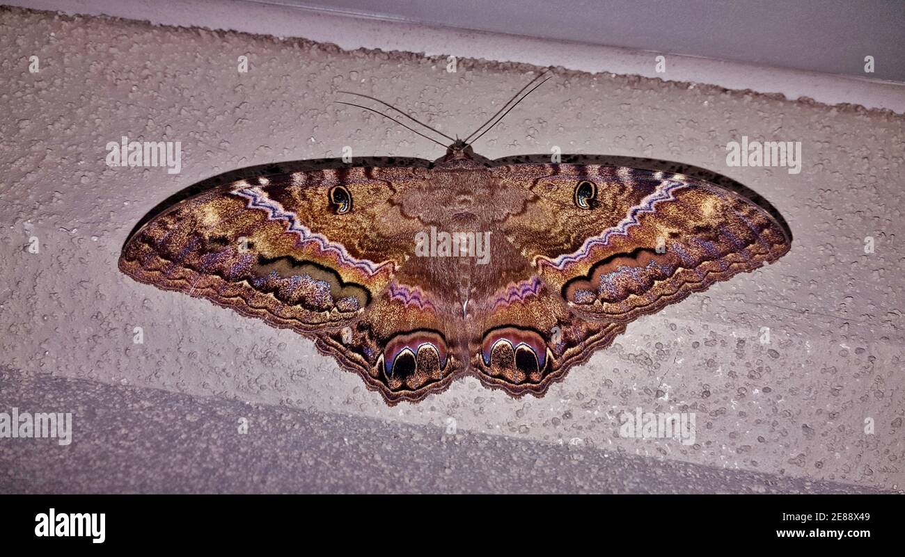 Black Witch Moth (Ascalapha odorata) roosting on a wall at night in ...
