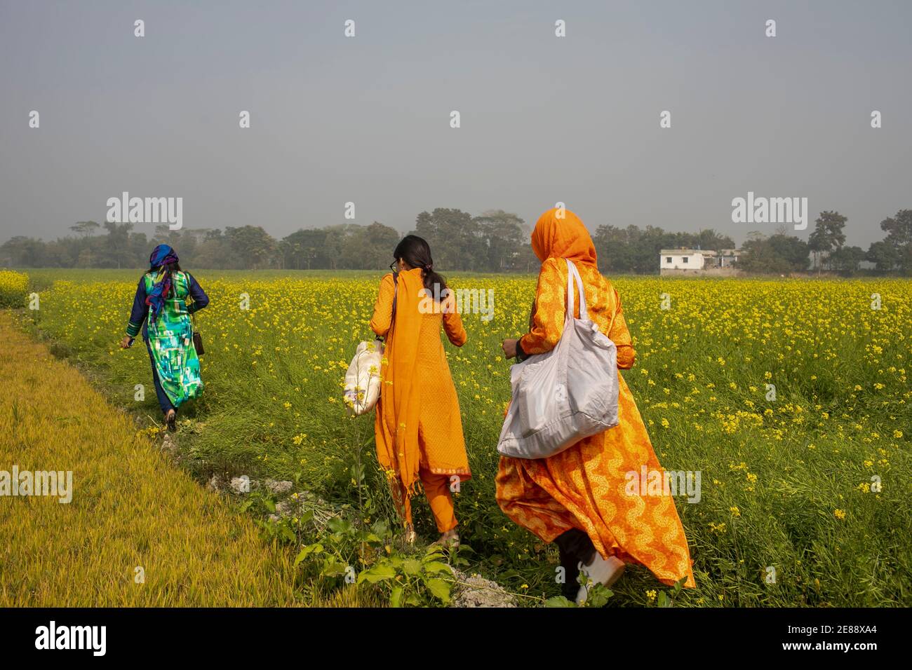 Women walking through a yellow Mustard Field on the outskirts of Dhaka ...