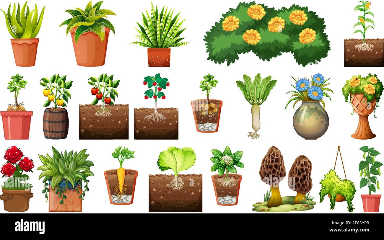 Set of different plants in pots isolated on white background ...