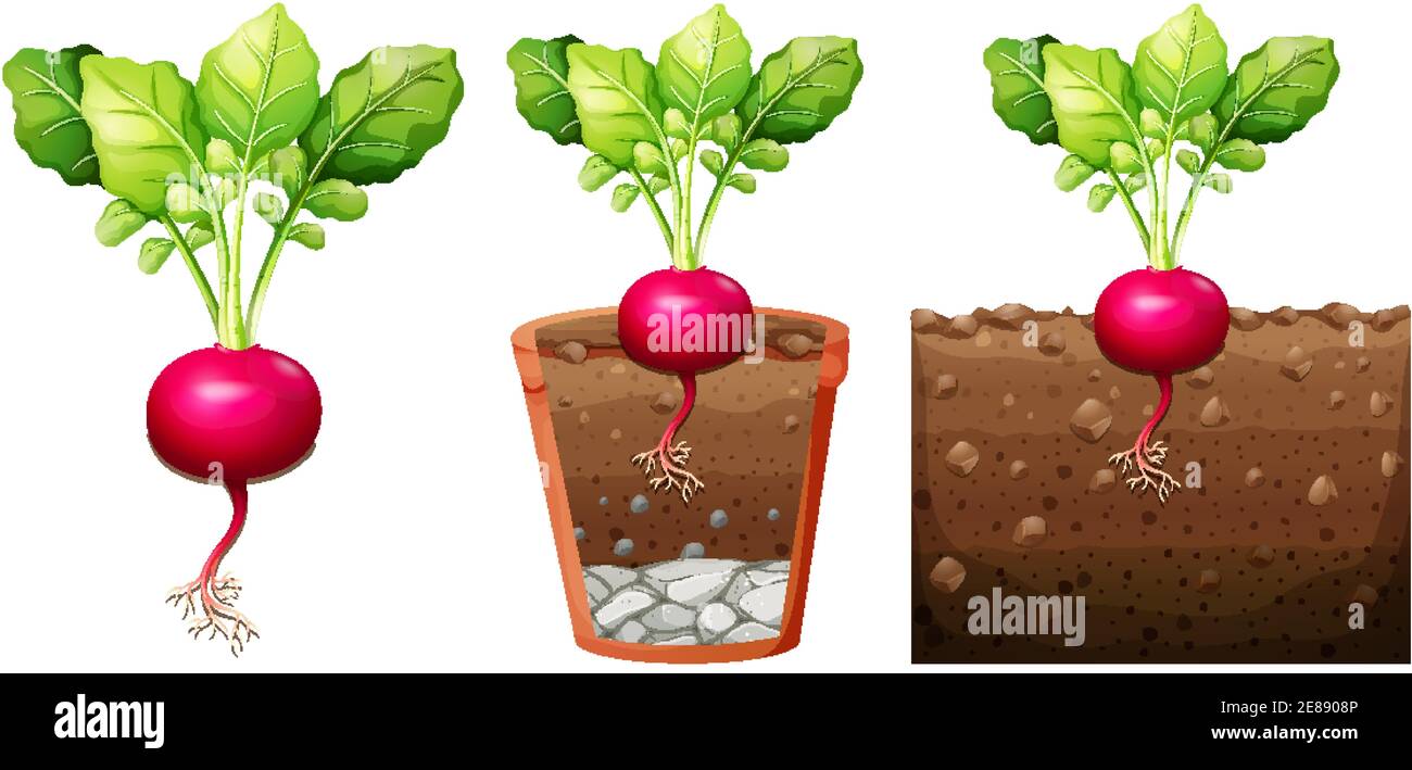 Set of radish plant with roots isolated on white background ...