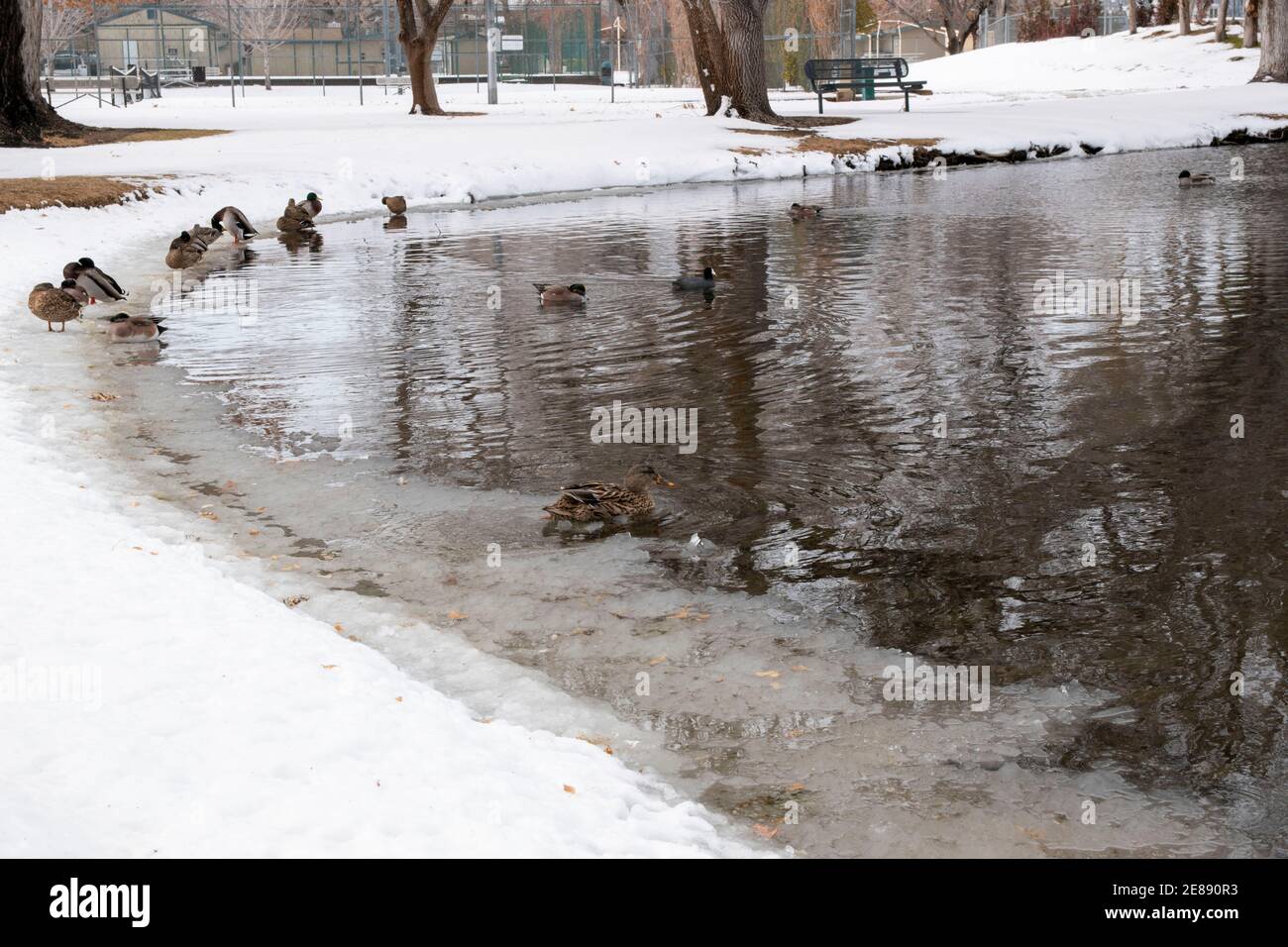 A January storm dropped a blanket of snow over the town of Bishop in ...
