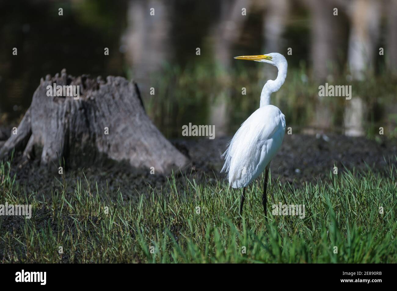Intermediate Egret stands, elegantly, in breeding plumage in a shallow ...