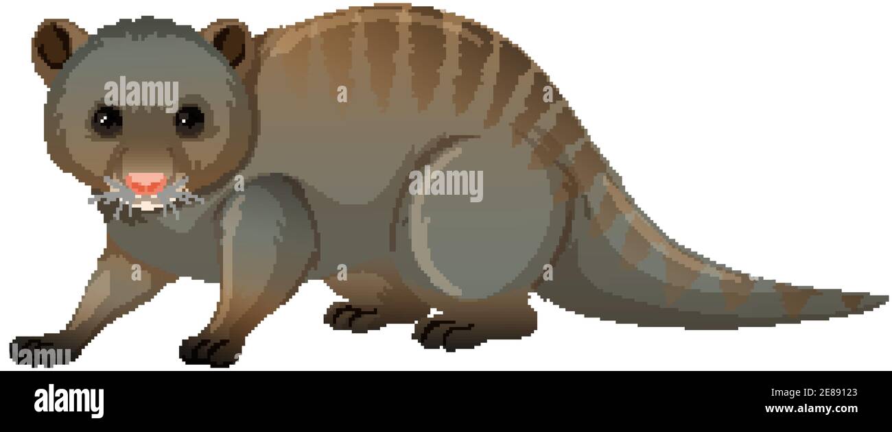 Front of possum in standing position on white background illustration ...