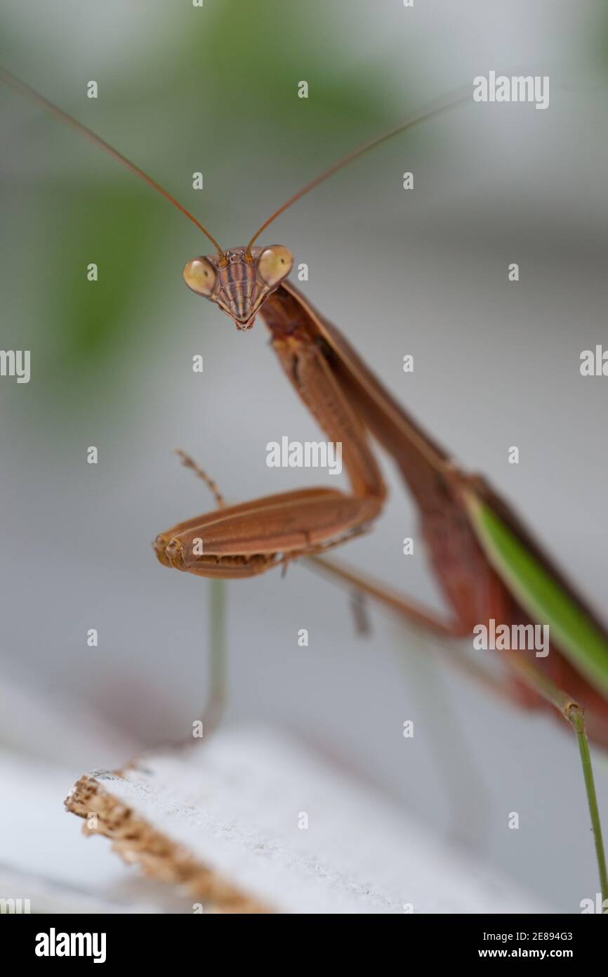 Large brown mantis hi-res stock photography and images - Alamy