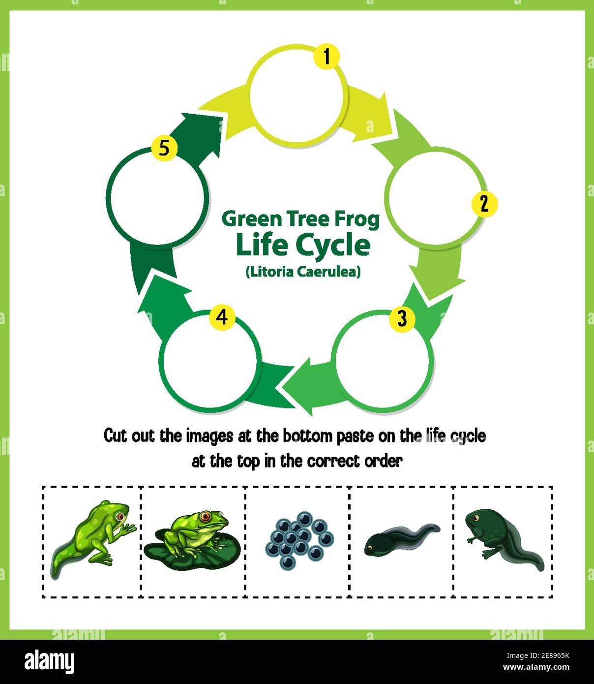Diagram showing life cycle of Frog illustration Stock Vector Image ...