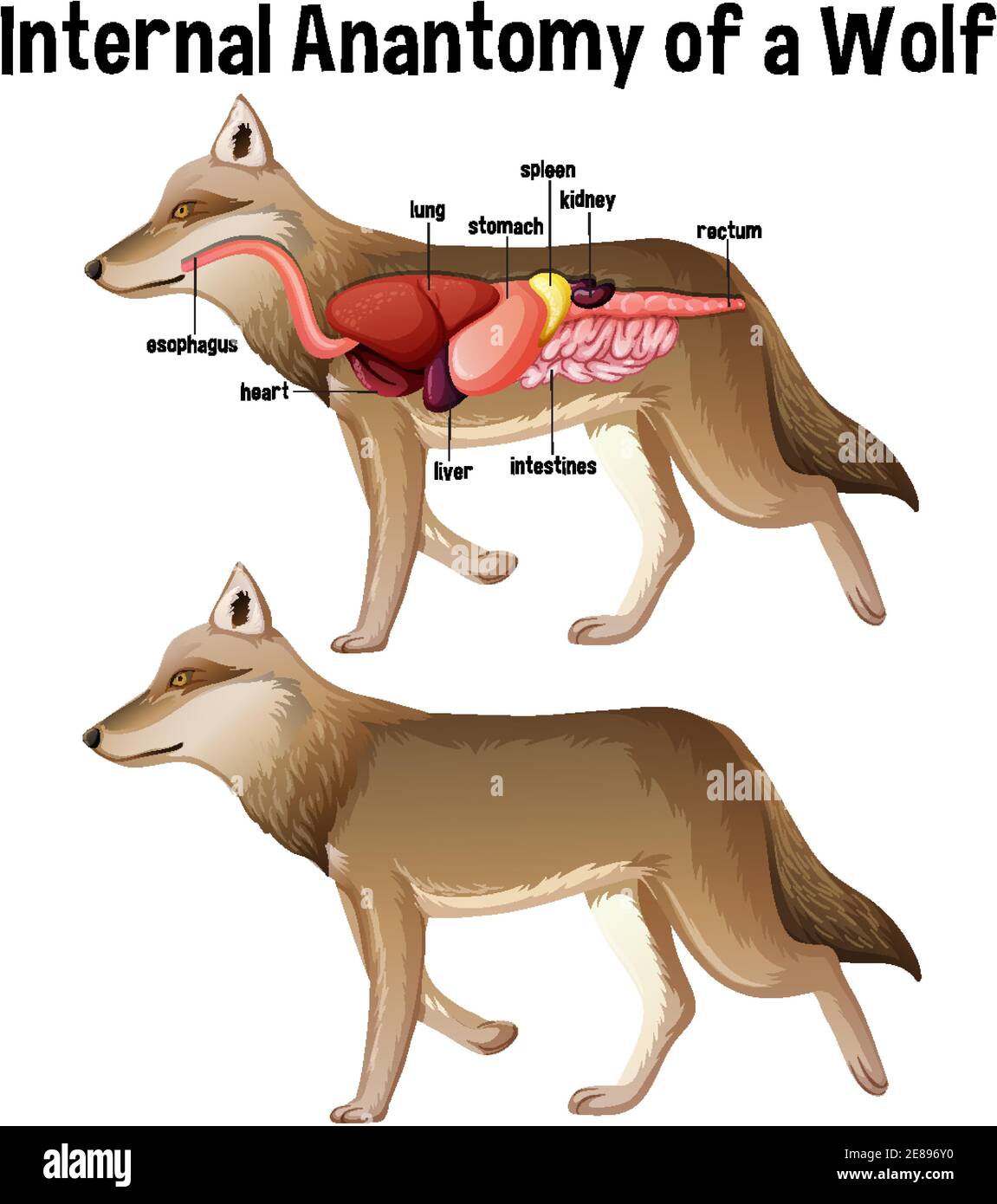 Internal Anatomy of a Horse with label illustration Stock Vector Image ...