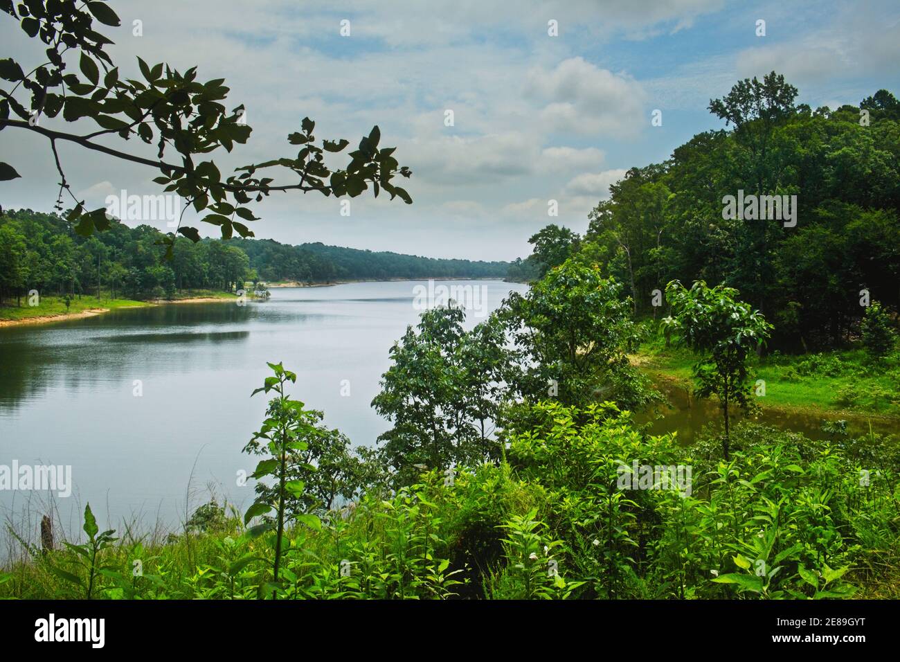Between trees view onto a remote section of Lake Broken Bow in Oklahoma ...