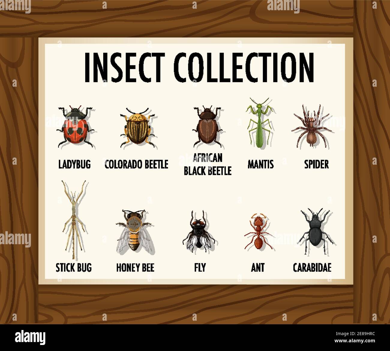 Set of insect collection banner on wooden table illustration Stock ...