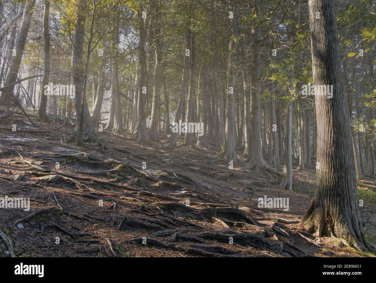 Mystical looking hi-res stock photography and images - Alamy