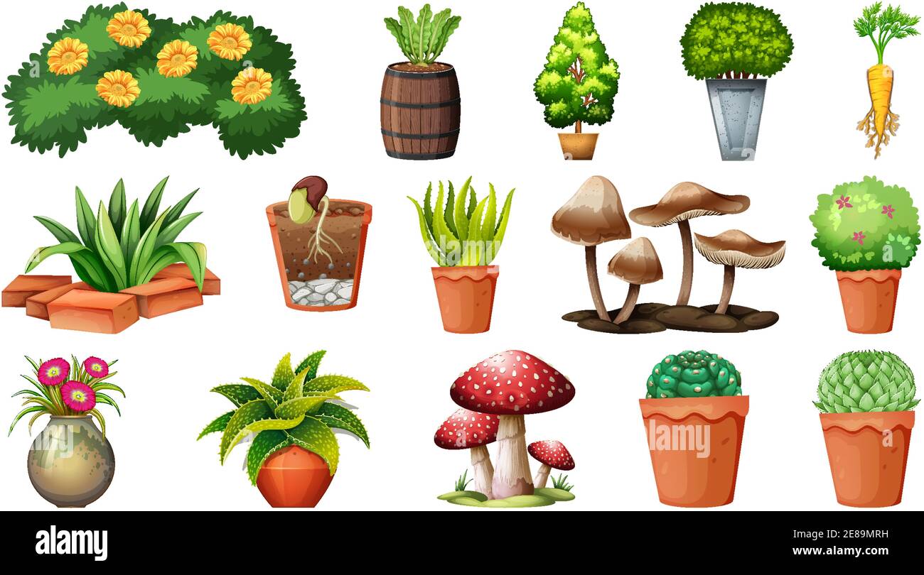 Set of different plants in pots isolated on white background ...