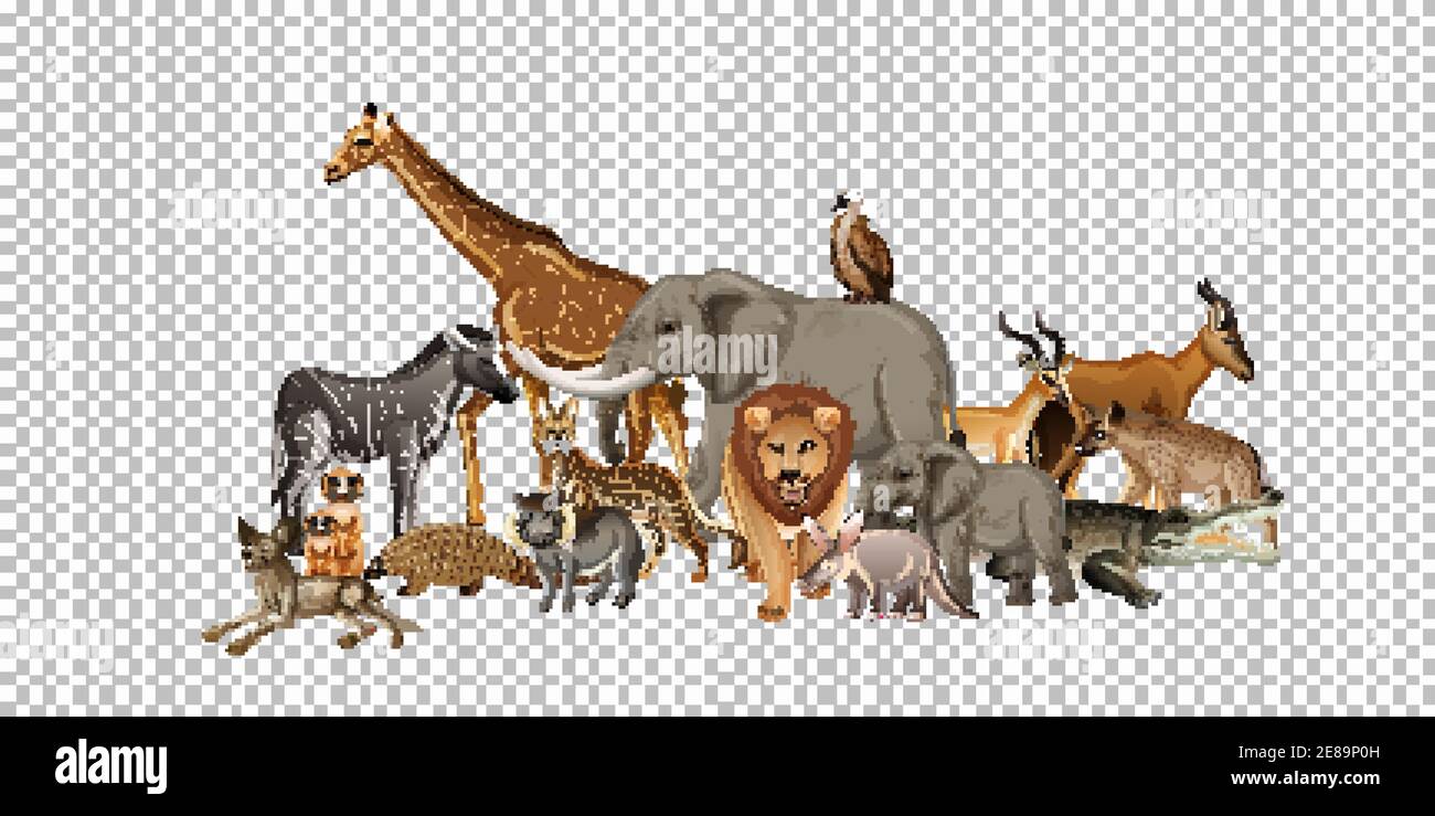 Group of wild african animal on transparent background illustration ...