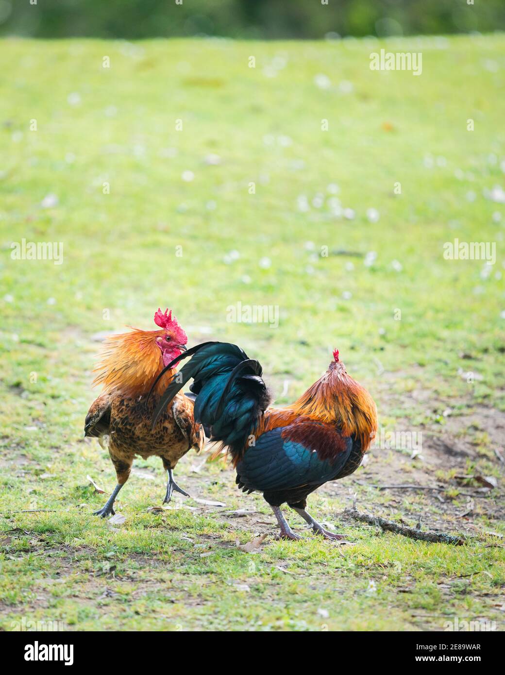 Two colourful wild roosters fighting with neck feathers up with nature ...