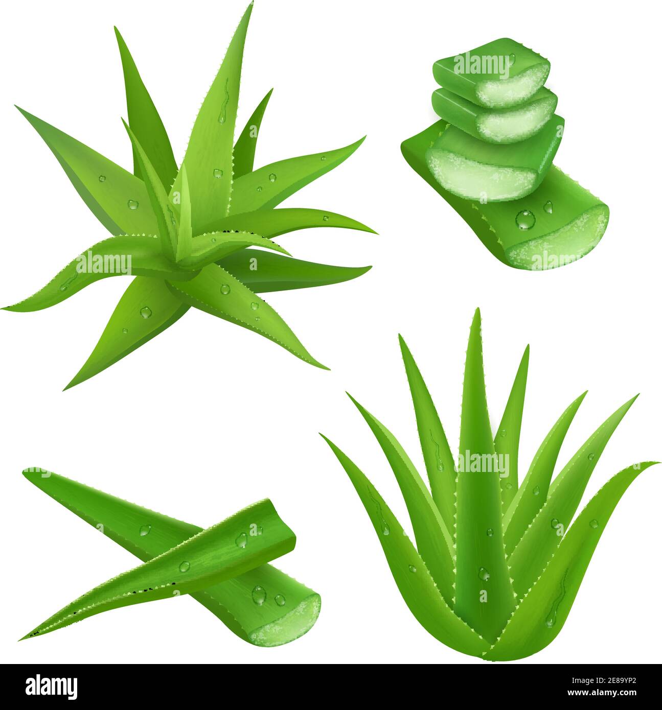 Aloe vera plant realistic set with cut pieces isolated vector ...