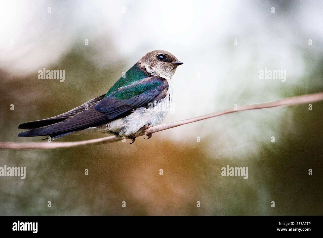 Tree swallow (Tachycineta bicolor) in Talkeetna, Alaska Stock Photo - Alamy
