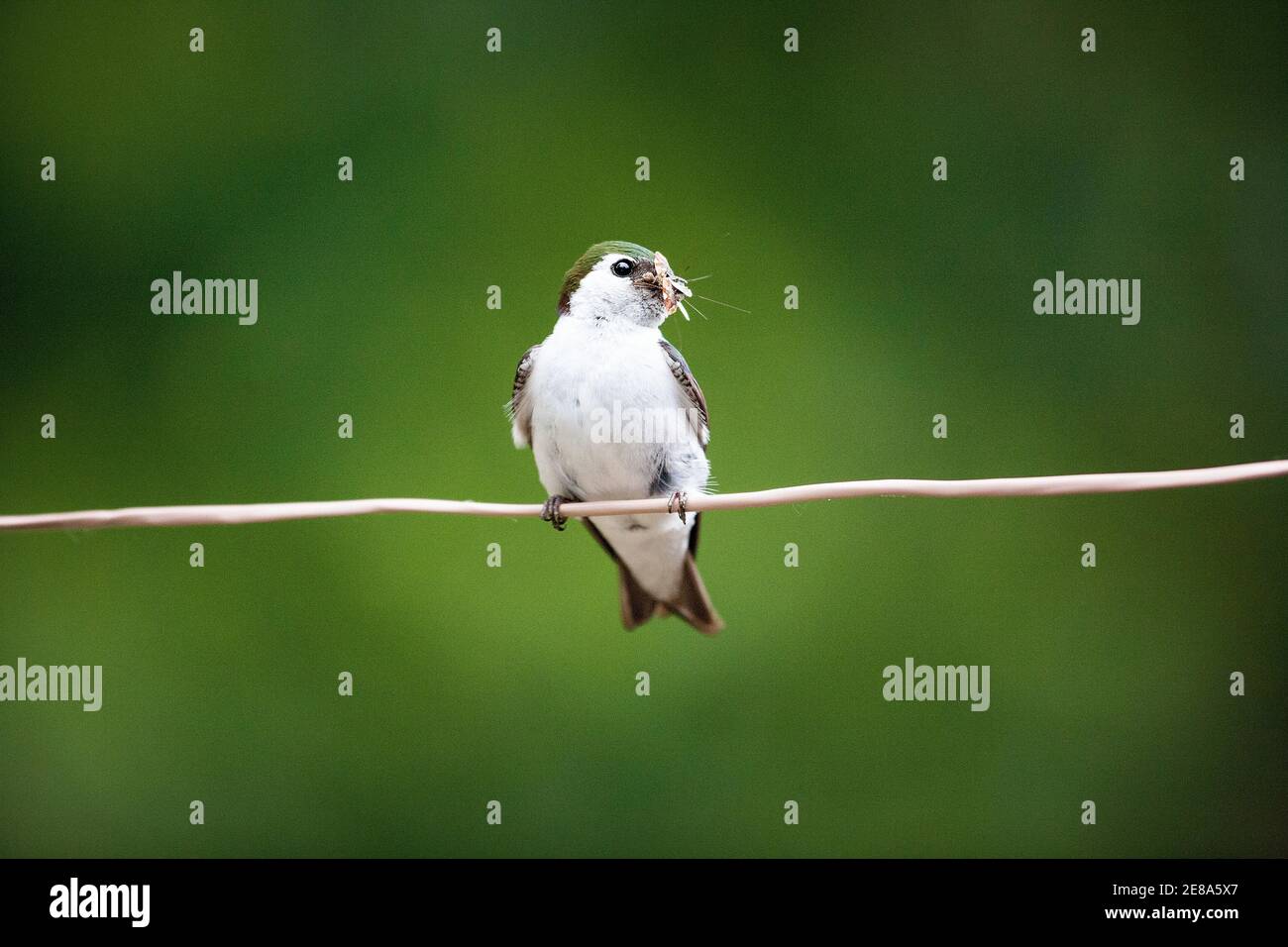 Tree swallow with insect (Tachycineta bicolor) in Talkeetna, Alaska ...