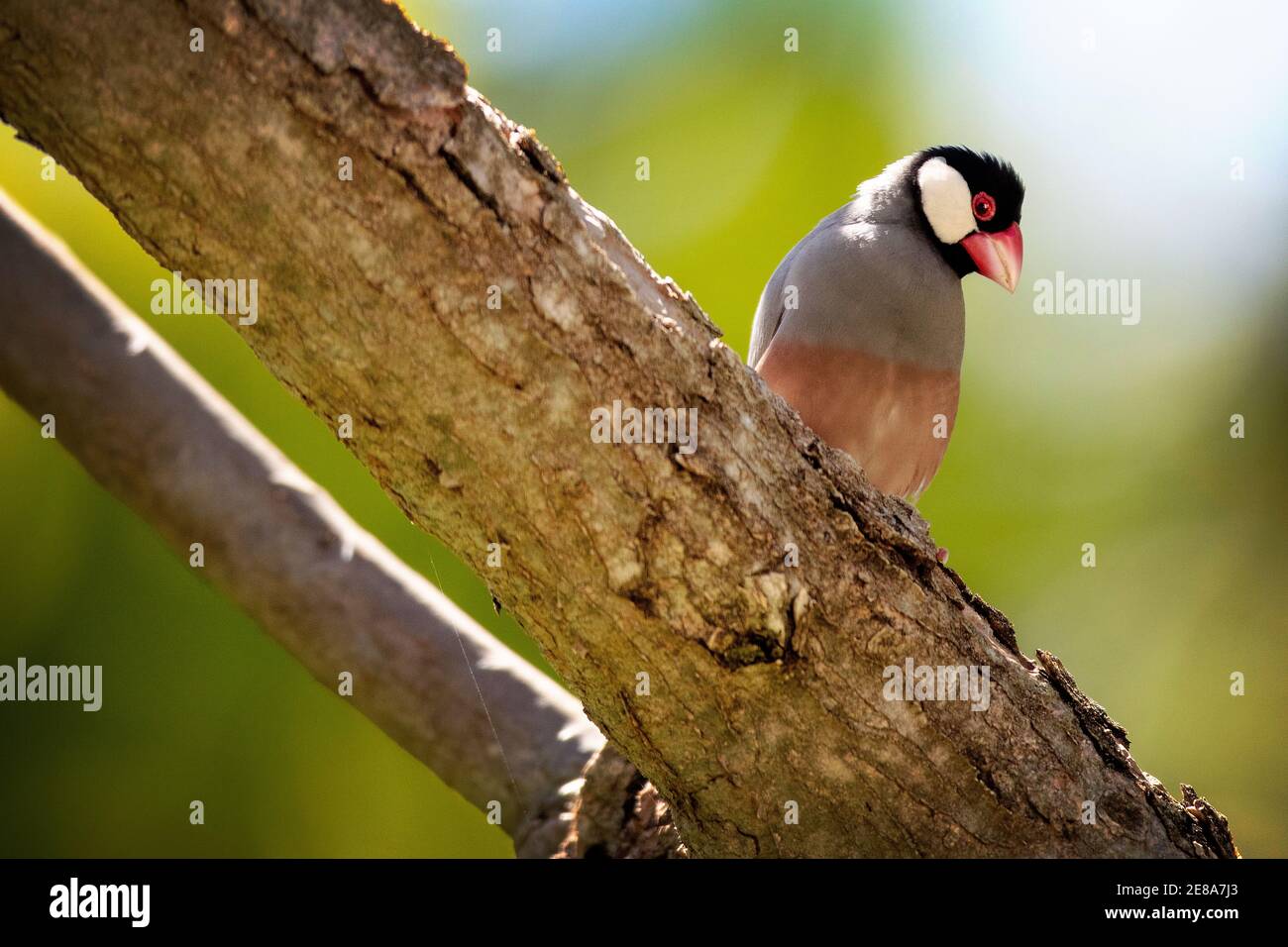 Dinosaur cage hi-res stock photography and images - Alamy