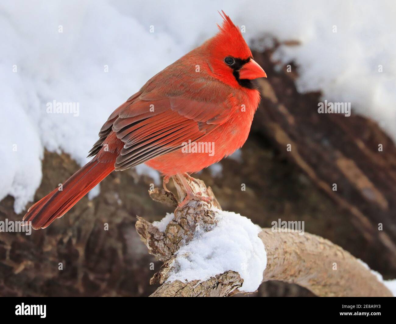 Red cardinal snow hi-res stock photography and images - Alamy