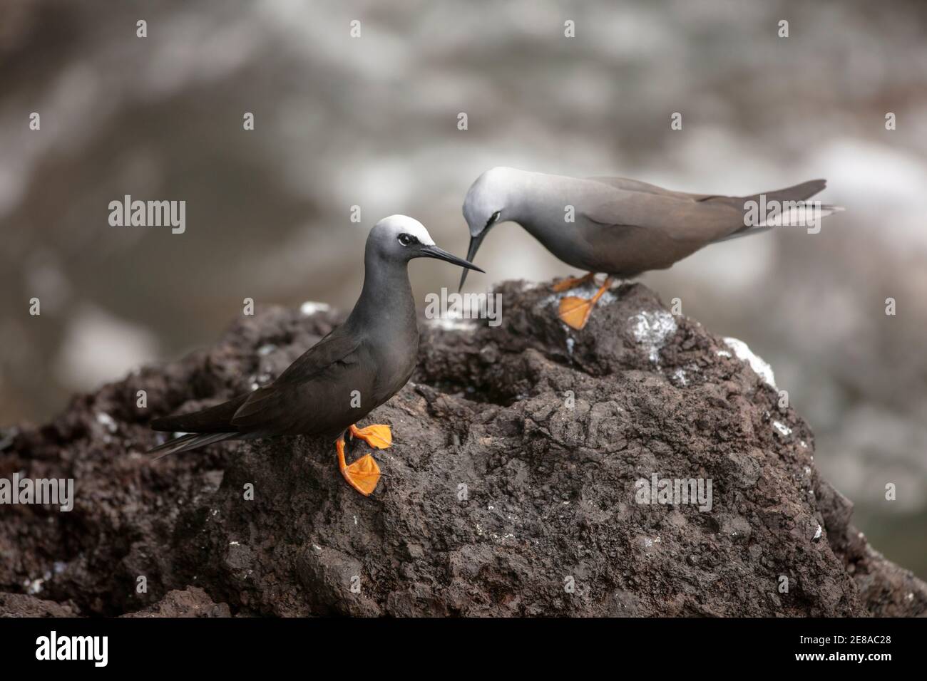 Two Brown Noddy or Common noddy (Anous stolidus) is a seabird in the ...