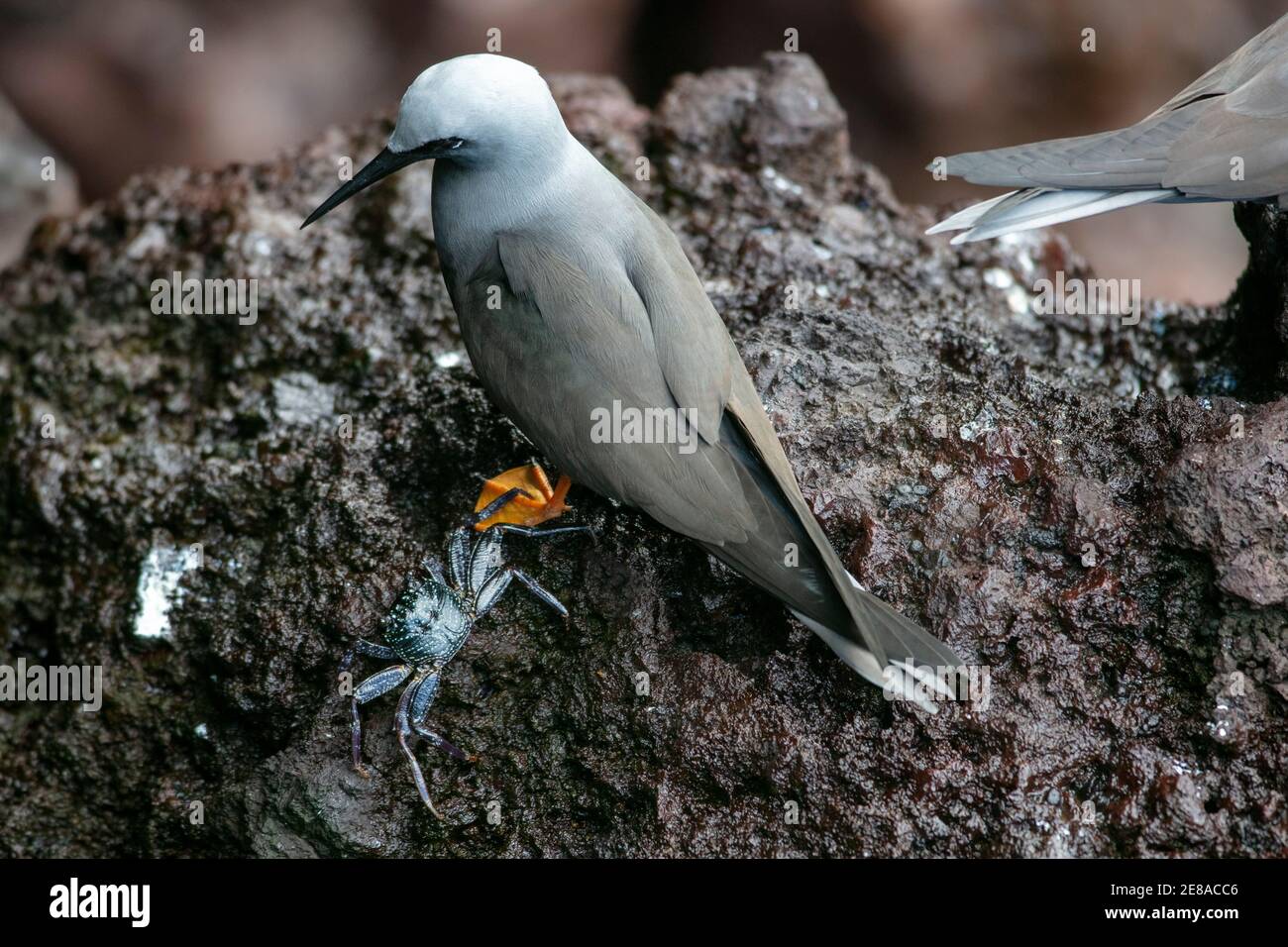 The Brown Noddy or Common noddy (Anous stolidus) is a seabird in the family Laridae Stock Photo ...