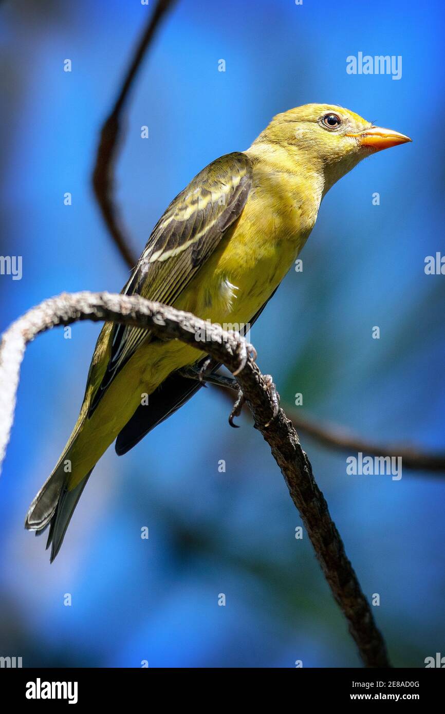 Female western tanager hi-res stock photography and images - Alamy