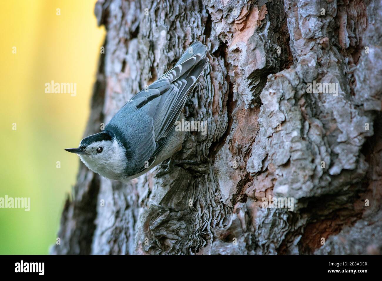 The white-breasted nuthatch (Sitta carolinensis) in Palo Alto ...