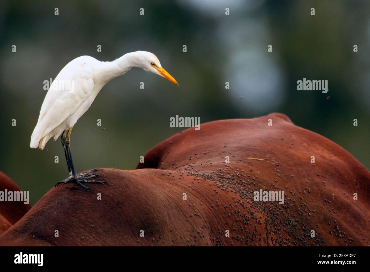 The western cattle egret (Ardea ibis) is a species of heron. Maui ...