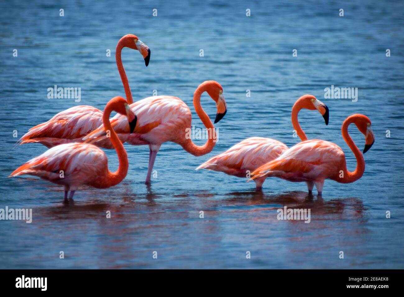 Five American Flamingo (Phoenicopterus ruber)also known as the ...